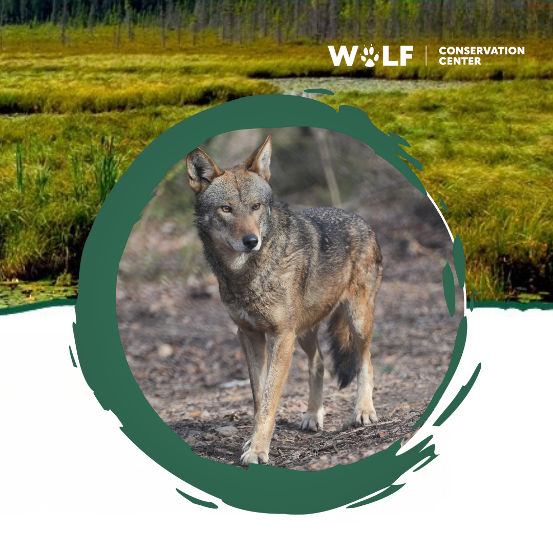Learning Units and Education Guides – Wolf Conservation Center